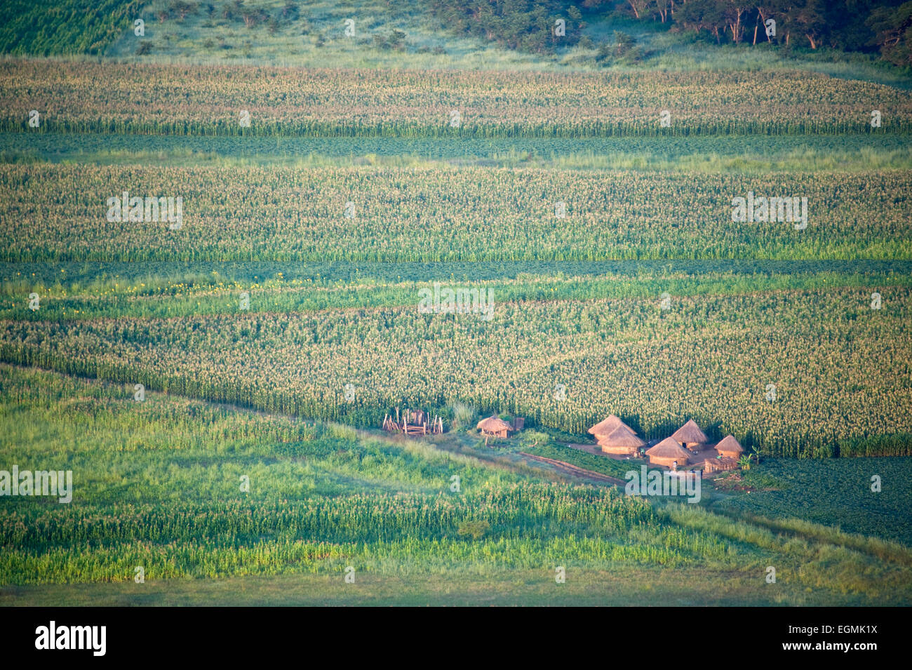 Indigenous crops hi-res stock photography and images - Alamy