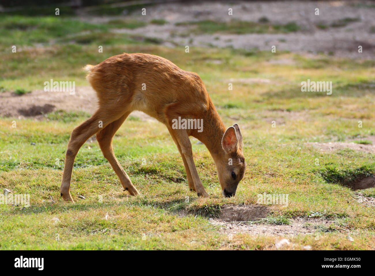 Roe deer baby hi-res stock photography and images - Alamy