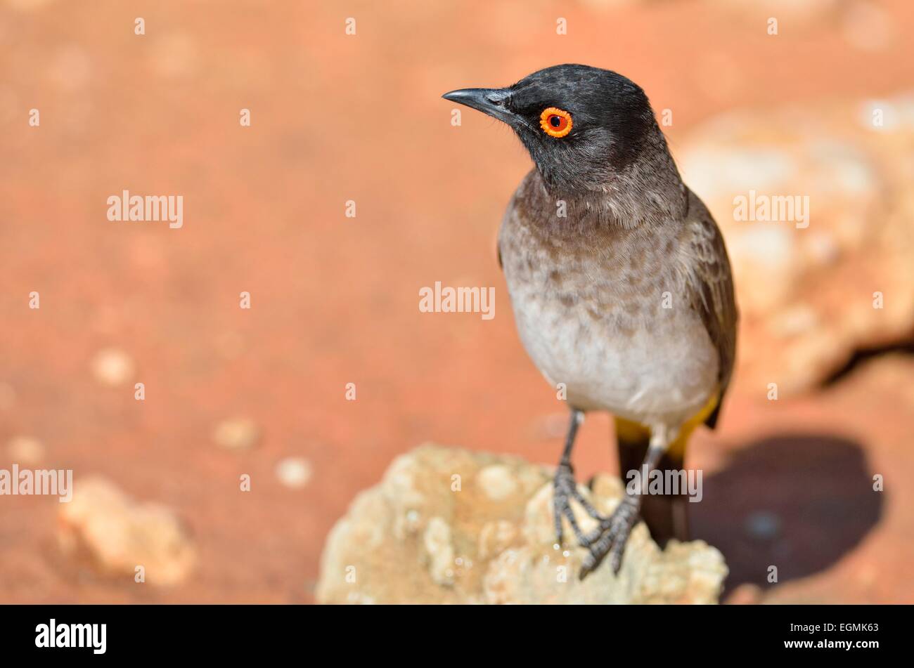 African Red-eyed Bulbul (Pycnonotus nigricans), on a stone, Kgalagadi ...