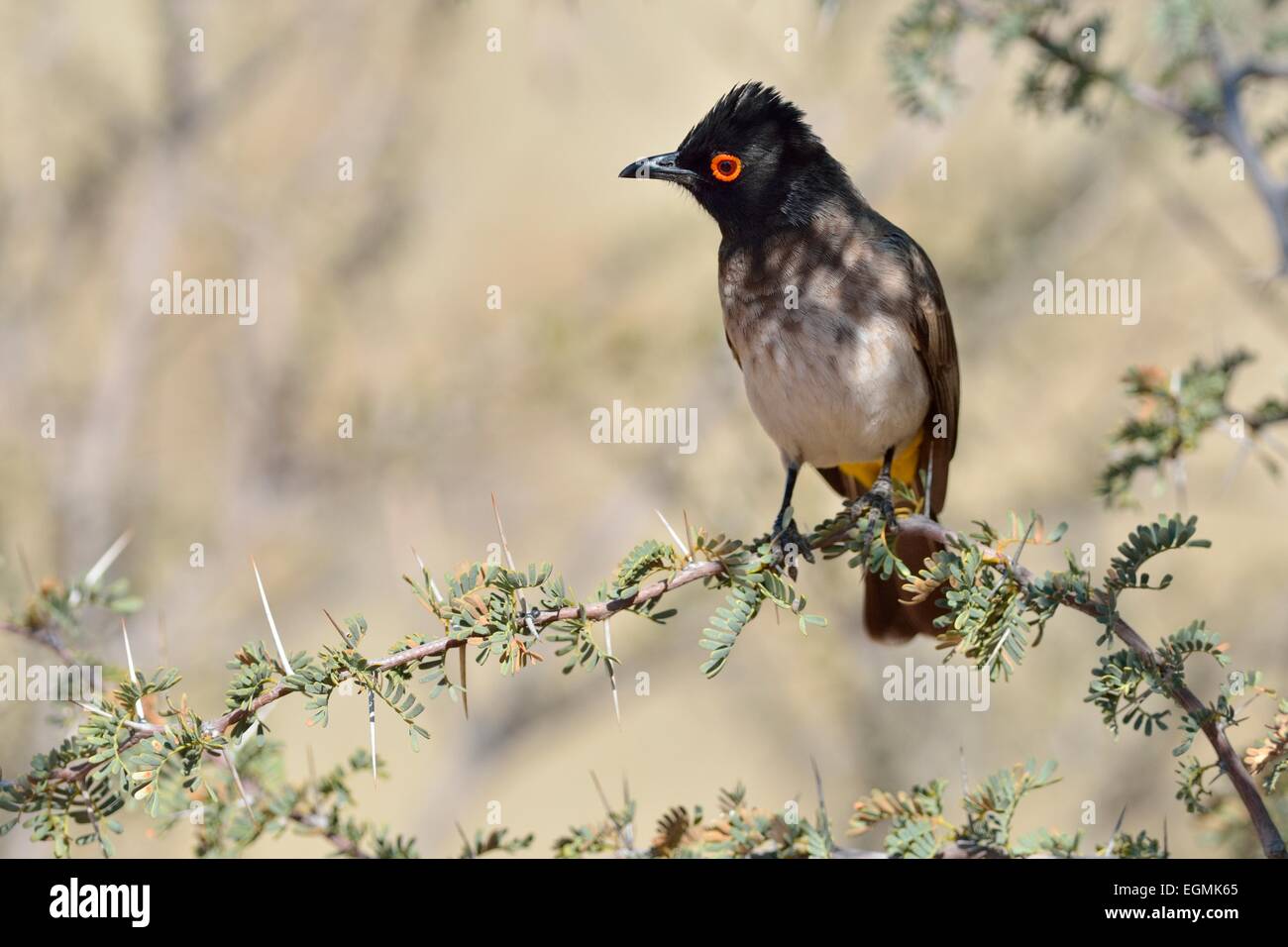 African Red-eyed Bulbul (Pycnonotus nigricans), on a branch, Kgalagadi ...