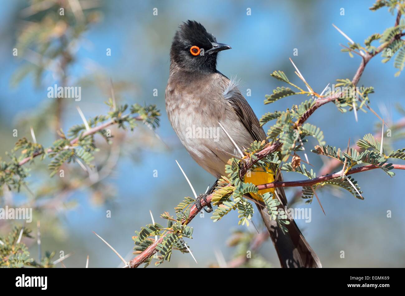 African Red-eyed Bulbul (Pycnonotus nigricans), on a branch, Kgalagadi ...