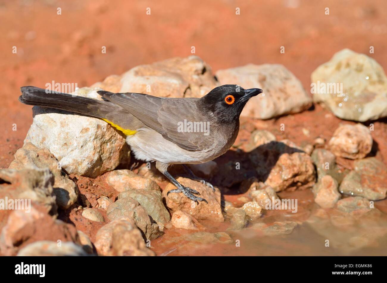 African Red-eyed Bulbul (Pycnonotus nigricans), drinking at a water ...