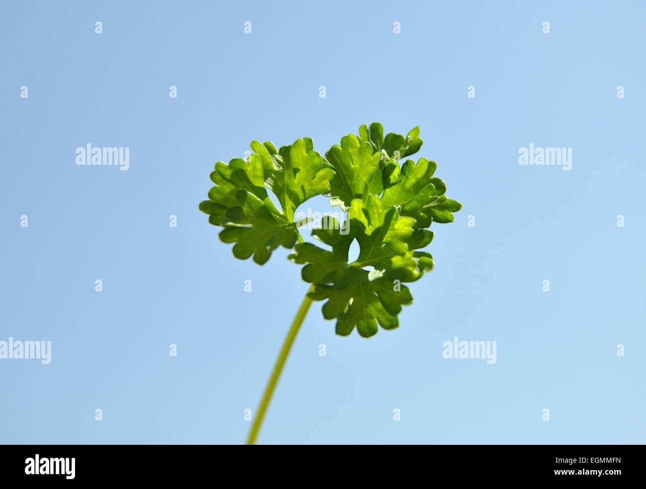 Cut parsley plant hi-res stock photography and images - Alamy
