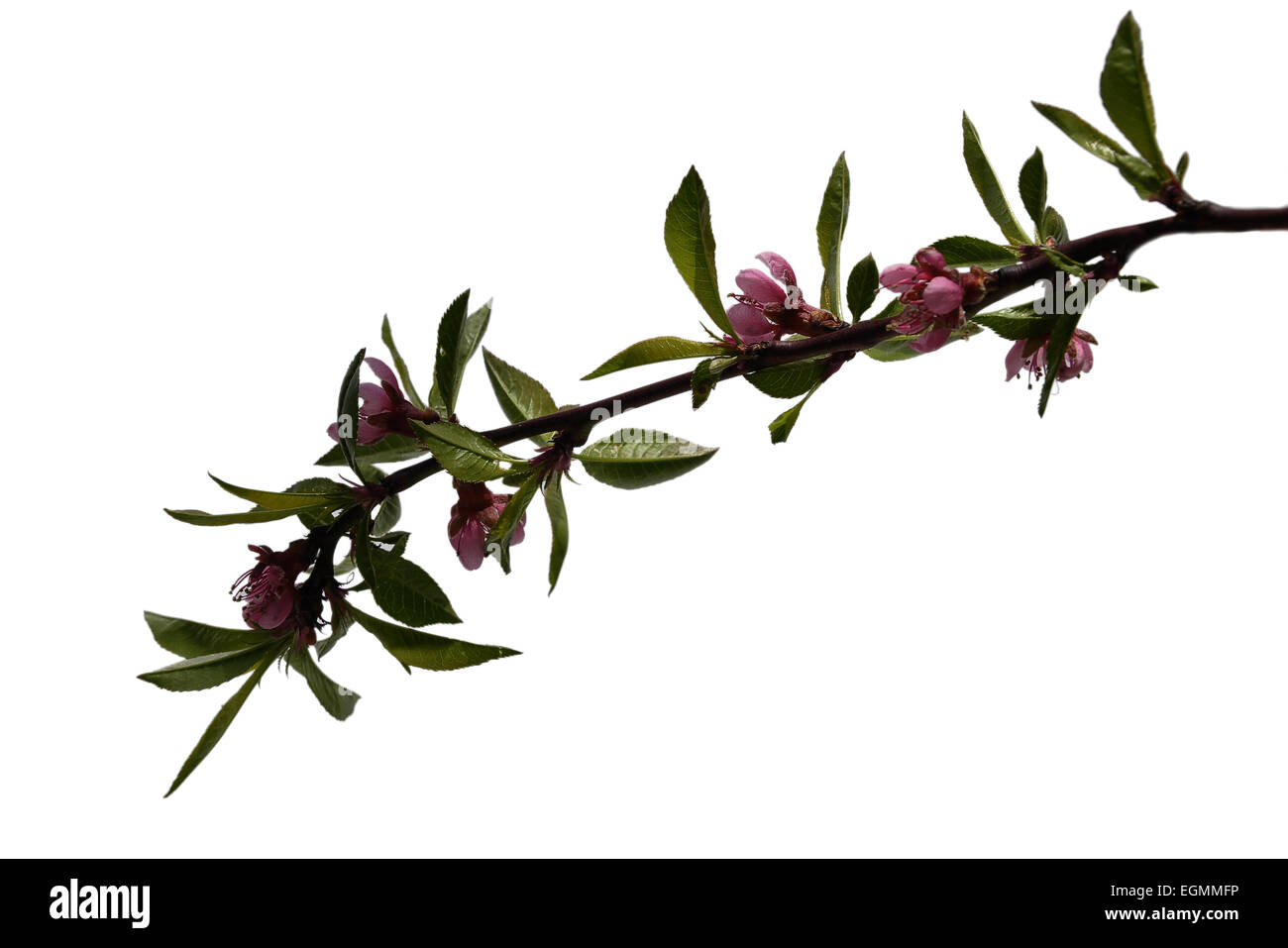 Blossom tree cut out Cut Out Stock Images & Pictures - Alamy