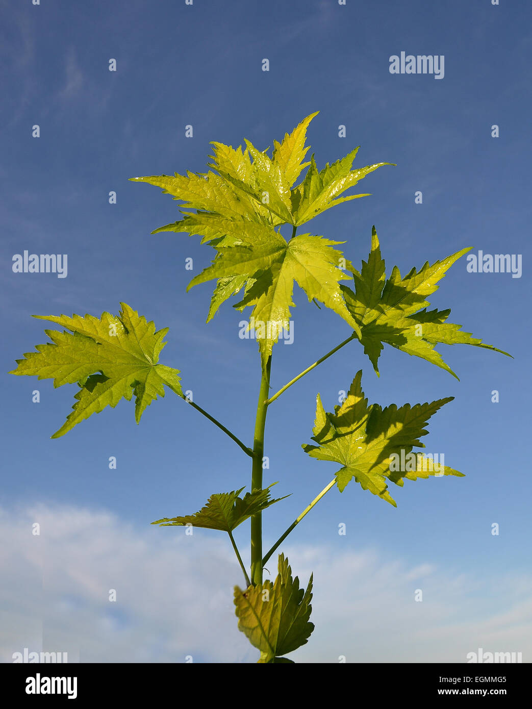 Virginia mallow sida hermaphrodita hi-res stock photography and images ...