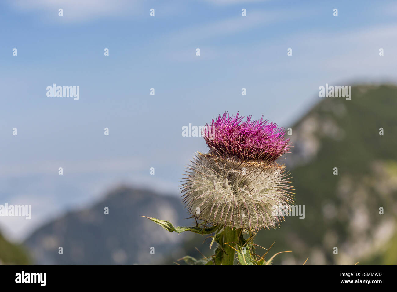 Alpine thistle (Carduus defloratus) in late Summer on a Mountain in the ...