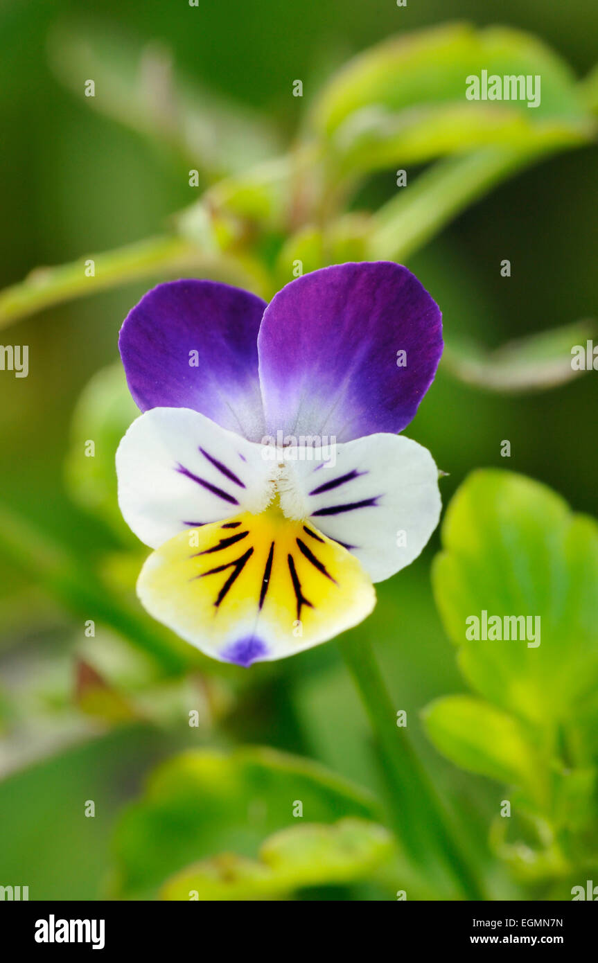 Purple viola tricolor hi-res stock photography and images - Alamy