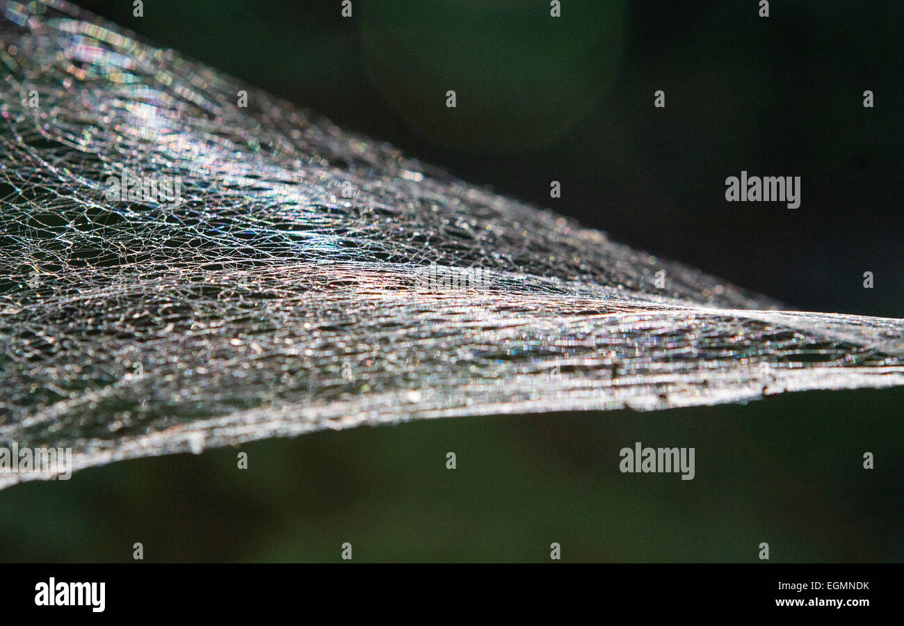 Fun spider web hi-res stock photography and images - Alamy