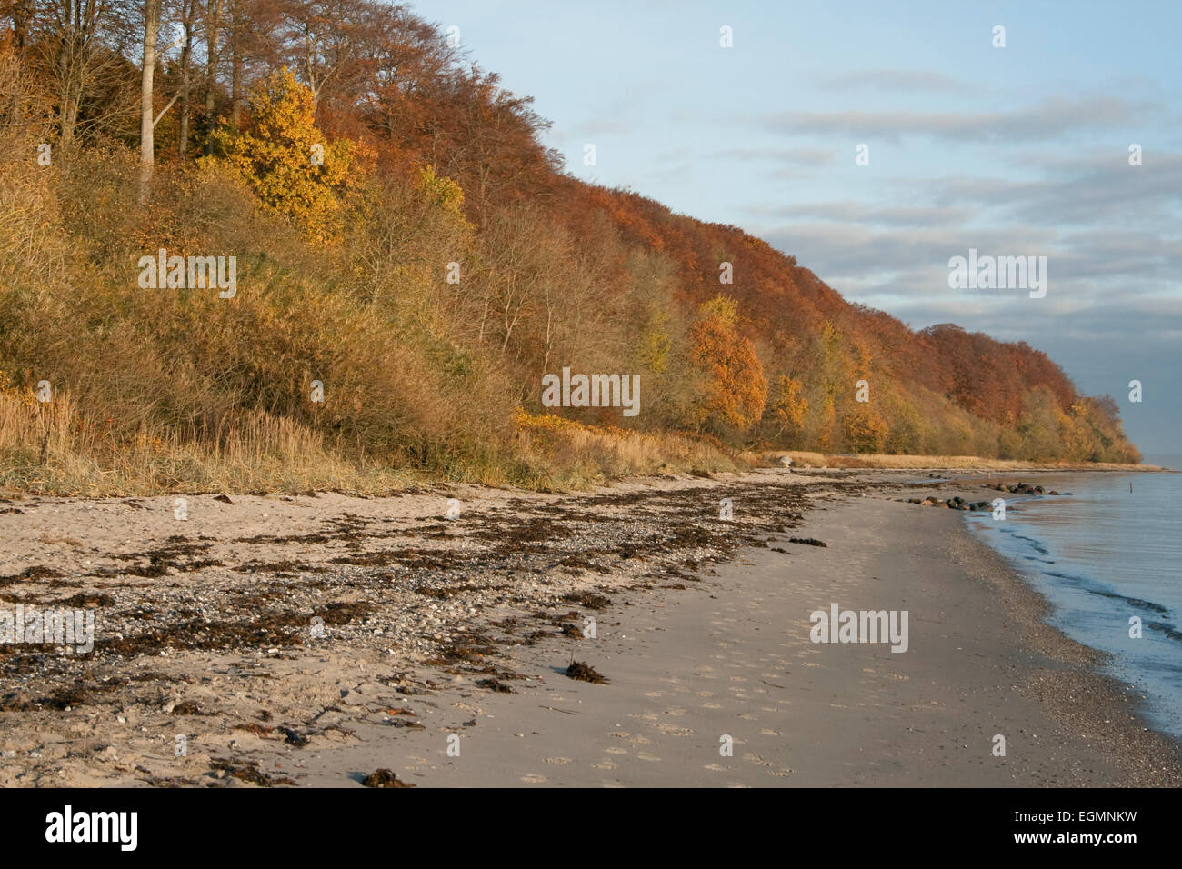 Beach with forest in autumn colours. Can be used as background Stock ...