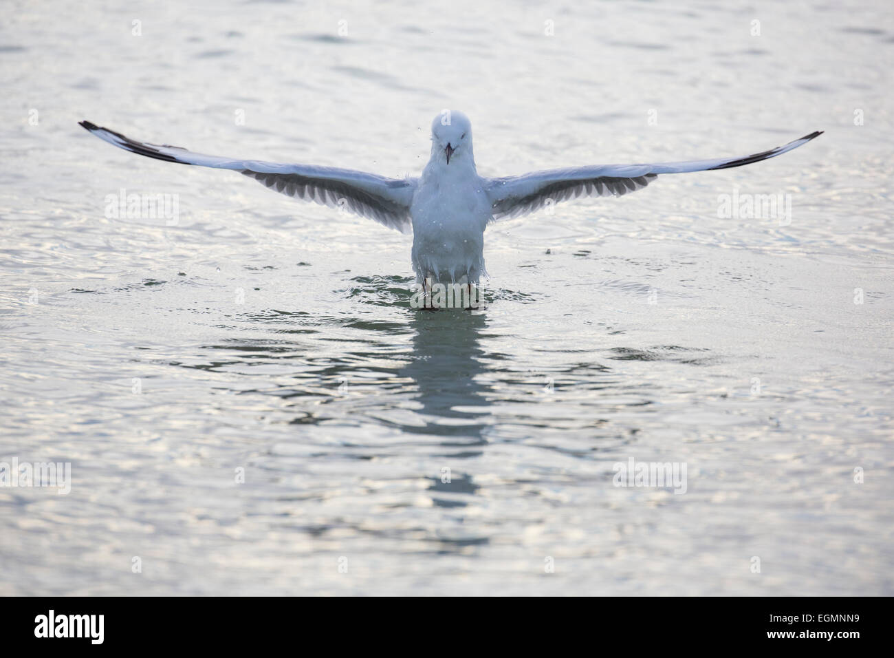 Seagull taking off from the water Stock Photo - Alamy