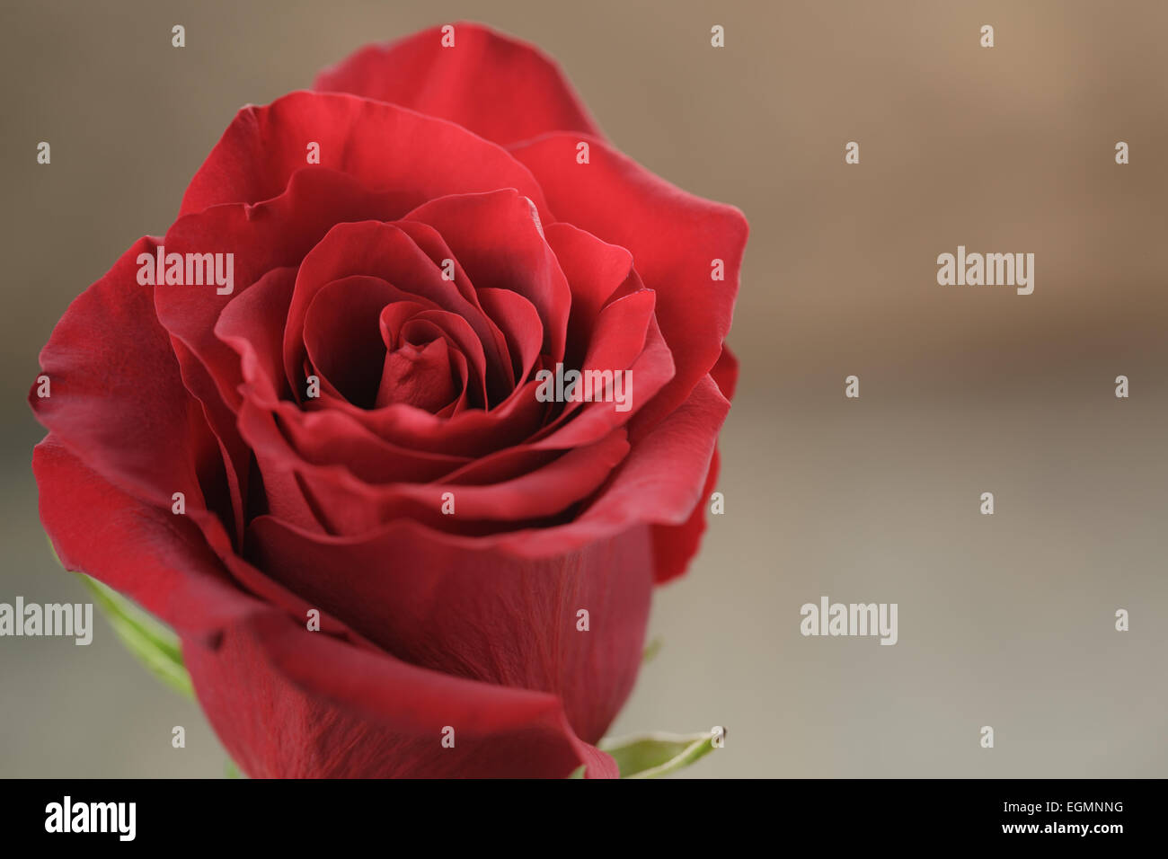 Romantic background with red rose on wood table Stock Photo - Alamy