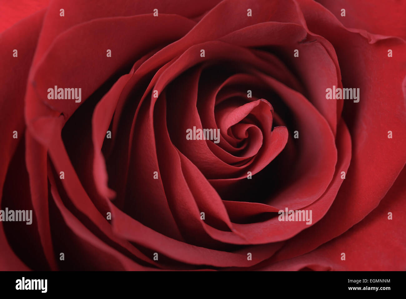 beautiful macro photo of red rose Stock Photo - Alamy