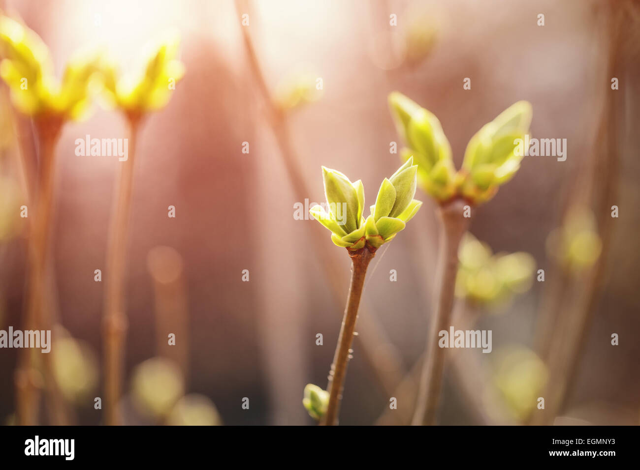 first spring buds on lilac bush Stock Photo - Alamy