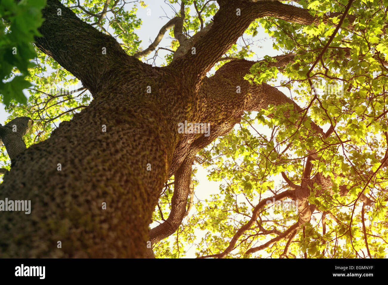 sunny summer photo of maple tree from below Stock Photo - Alamy