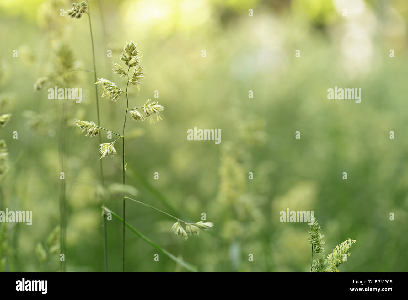 Meadow weed hi-res stock photography and images - Alamy