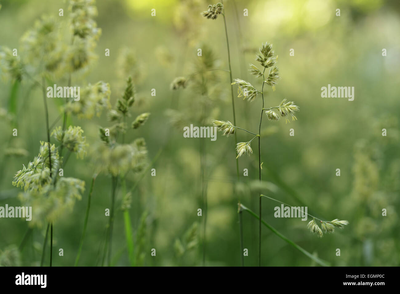 meadow weed grass in summer, rustic style Stock Photo - Alamy