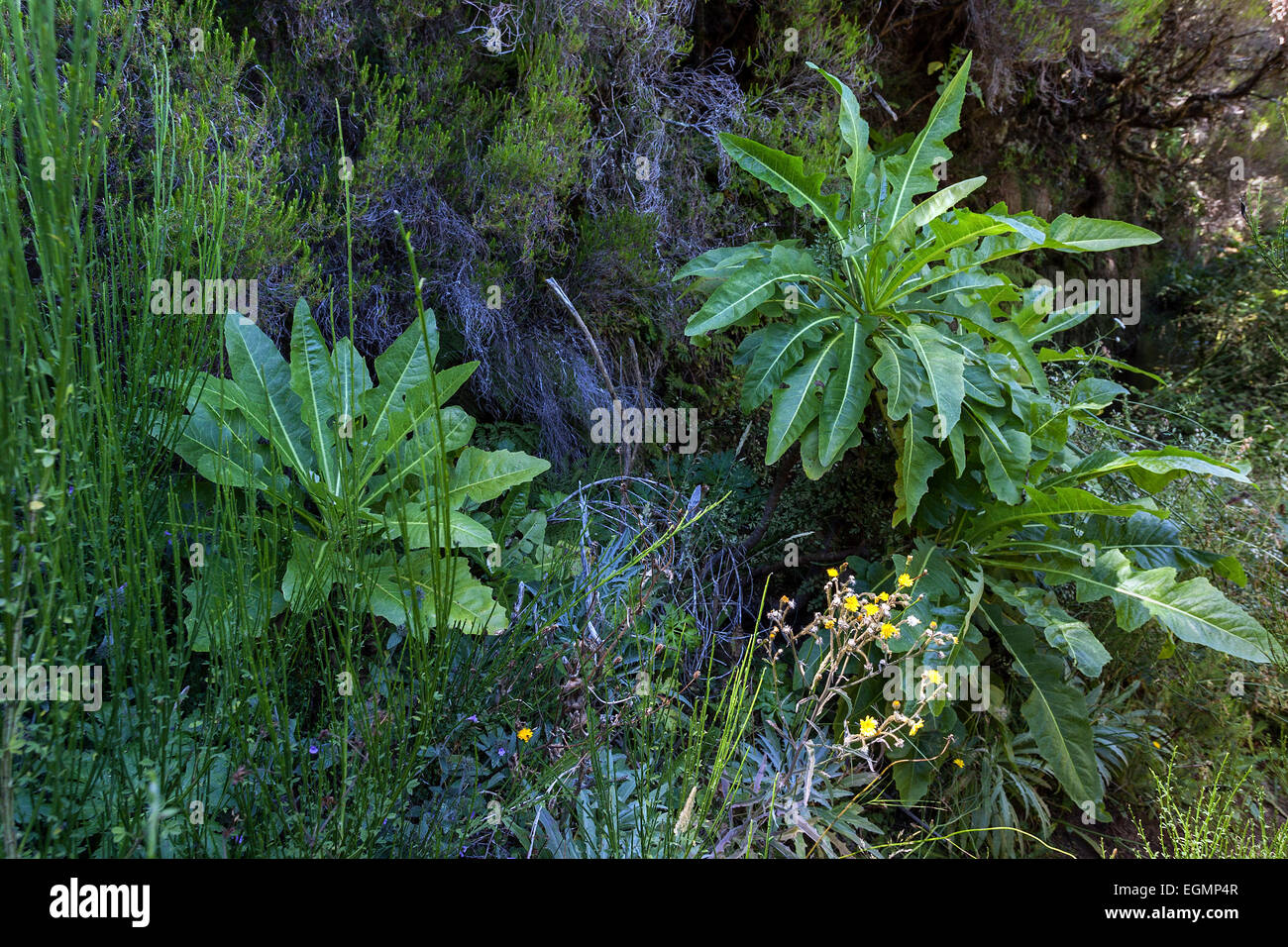 Sonchus fruticosus (Sonchus fruticosus), Madeira, Portugal Stock Photo ...