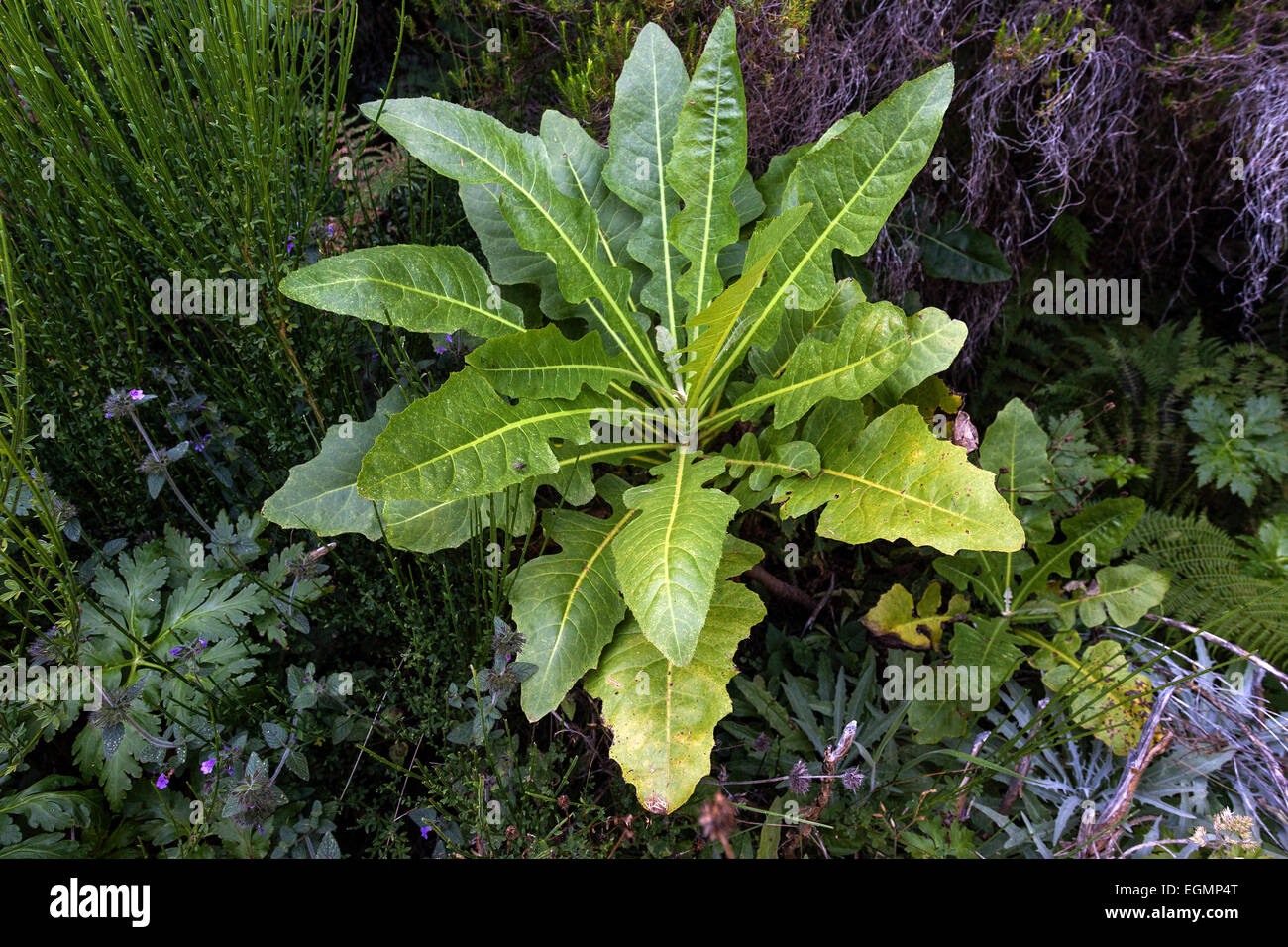 Sonchus fruticosus (Sonchus fruticosus), Madeira, Portugal Stock Photo ...