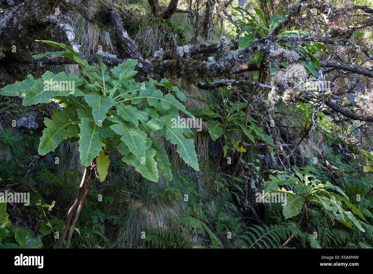 Sonchus fruticosus (Sonchus fruticosus), Madeira, Portugal Stock Photo ...