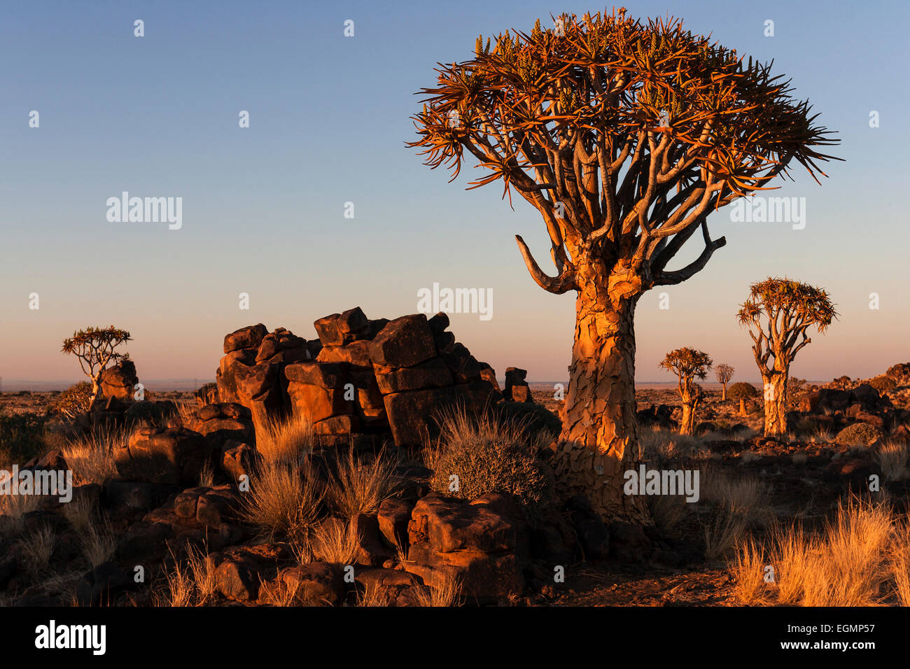Quiver trees (Aloe dichotoma), blooming, in the Quiver Tree Forest in ...