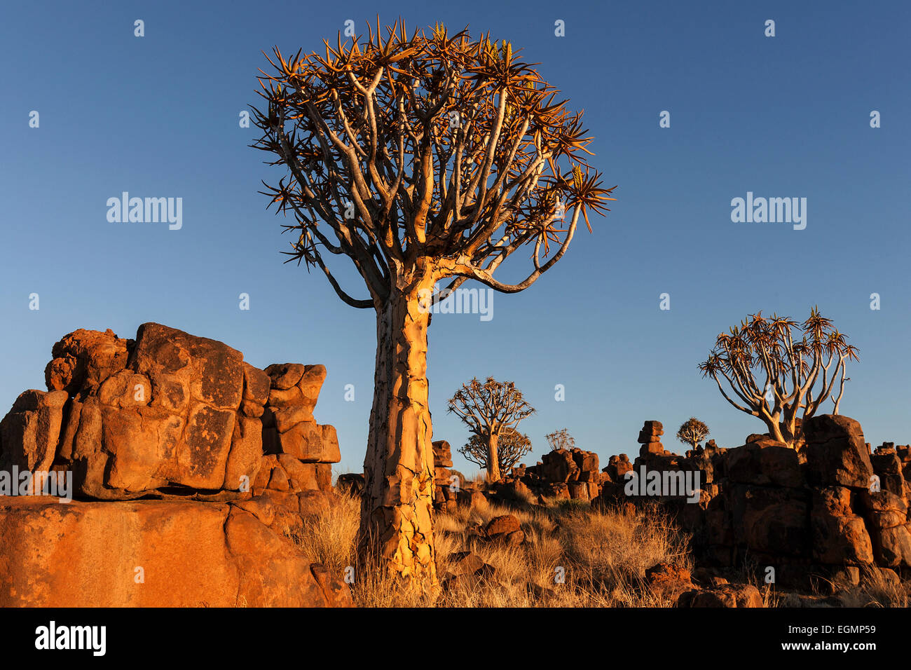 Quiver trees (Aloe dichotoma), blooming, in the Quiver Tree Forest in ...