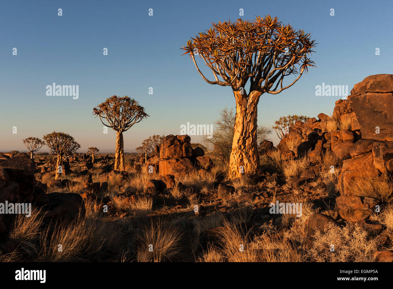 Quiver trees (Aloe dichotoma), blooming, in the Quiver Tree Forest in ...
