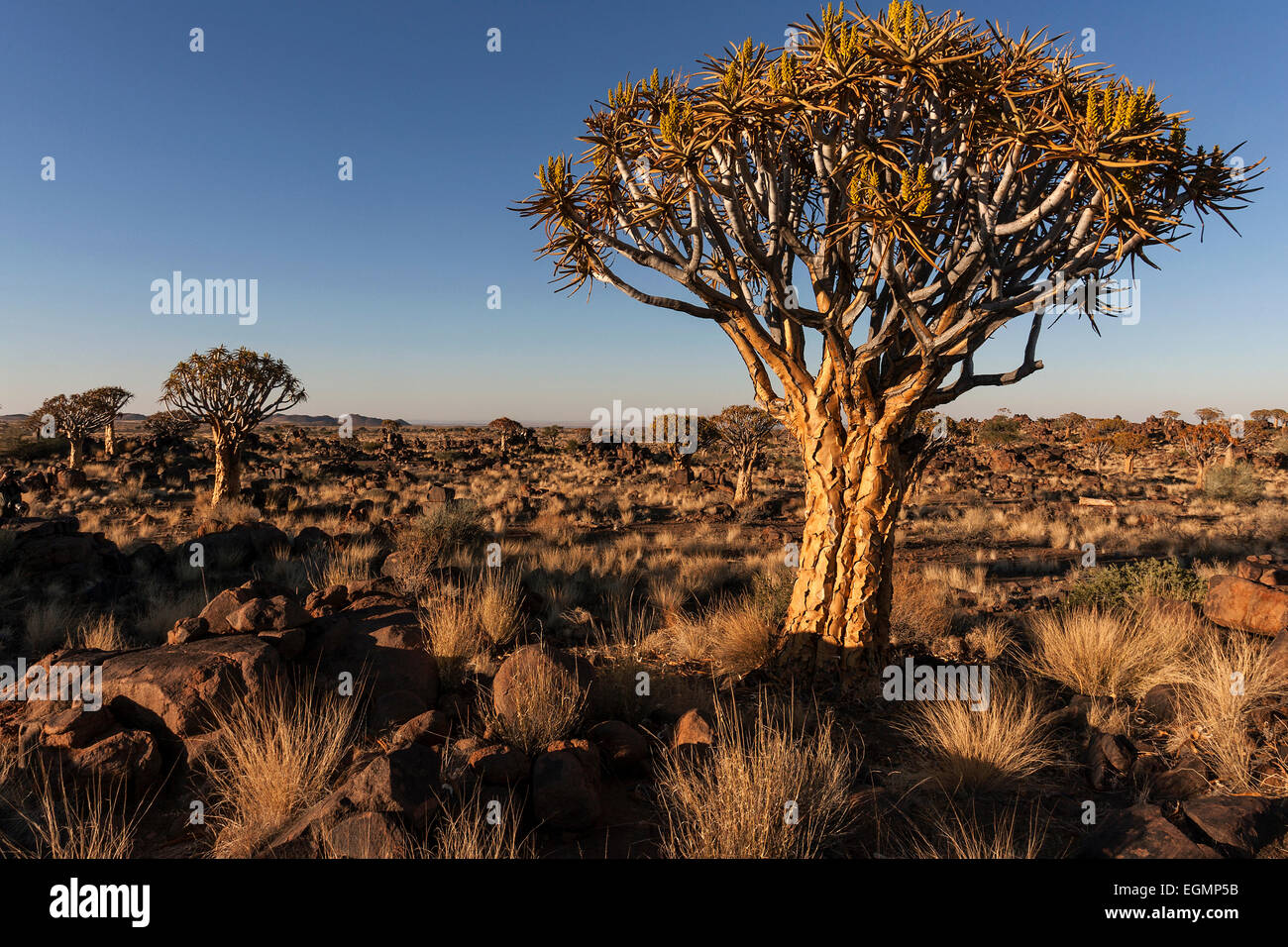 Quiver trees national monument hi-res stock photography and images - Alamy