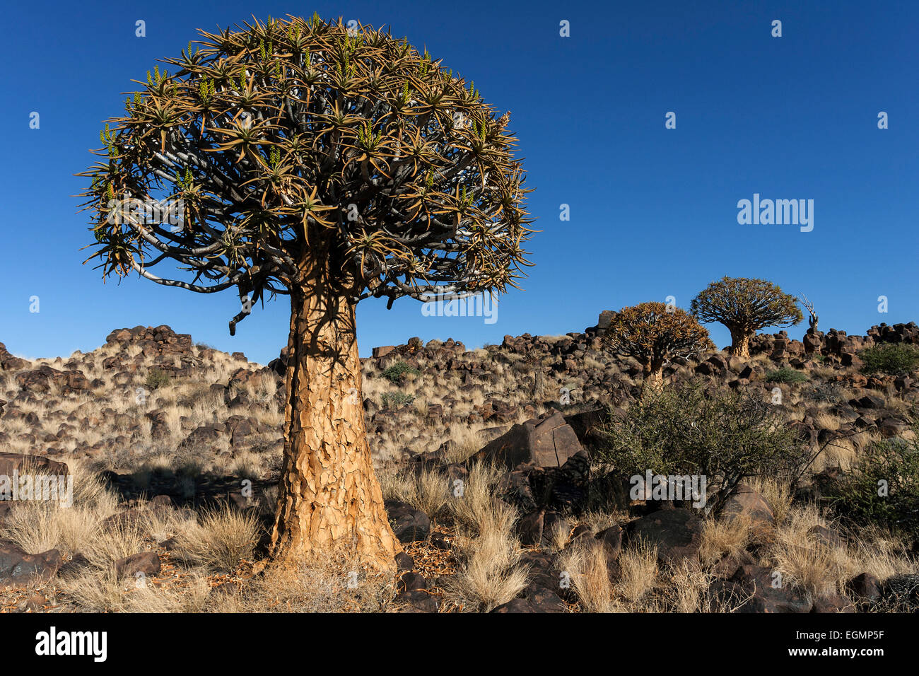 Quiver trees national monument hi-res stock photography and images - Alamy