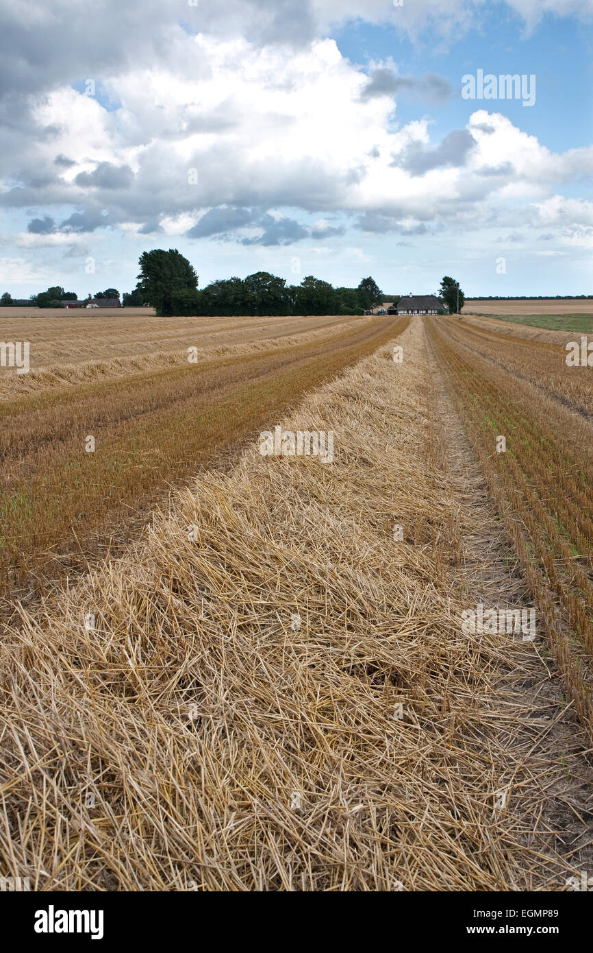 Corn field just after harvest. Can be used as background Stock Photo ...