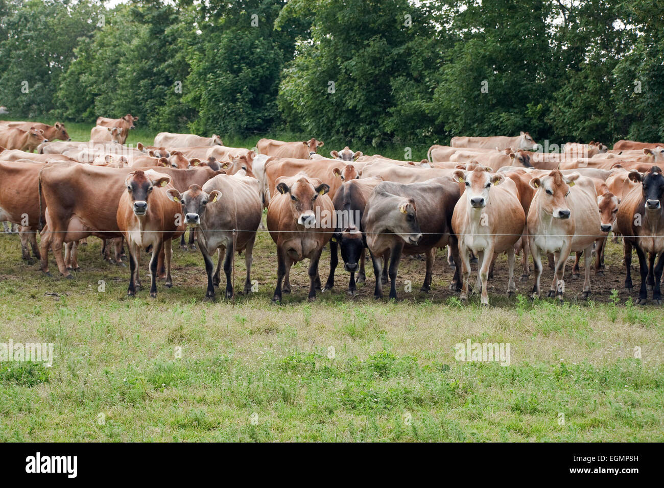 A herd of jersey cows in a field near Vejen, Denmark Stock Photo - Alamy