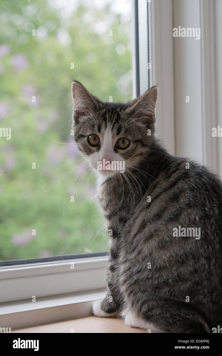 Grey kitten in a window looking right at the photographer Stock Photo ...