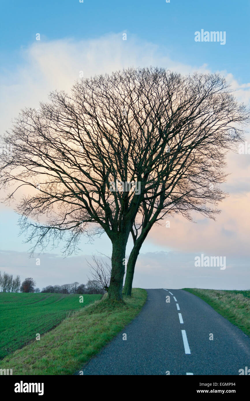 Lonely trees in the field hi-res stock photography and images - Alamy
