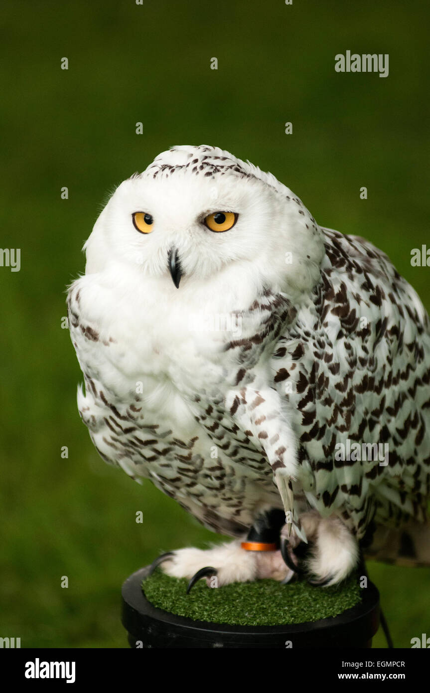 Portrait image of a Snowy Owl standing on a perch Stock Photo - Alamy