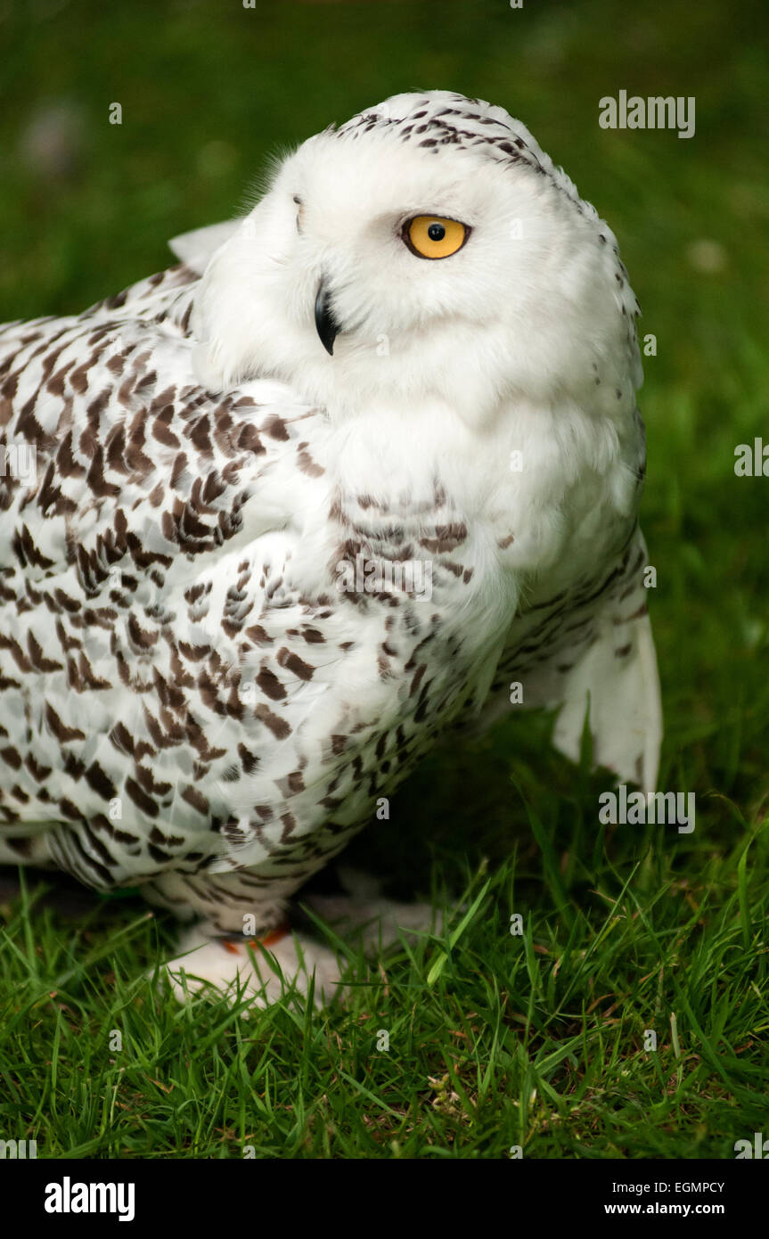 Owl turned head hi-res stock photography and images - Alamy