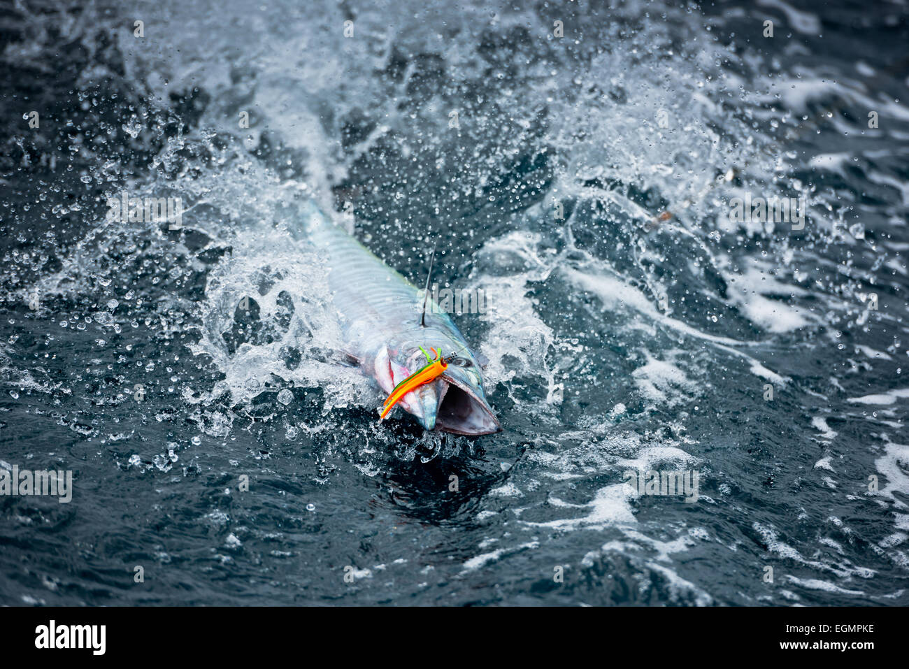 Fish on the hook in the ocean. Fishing from a sailing yacht Stock Photo ...