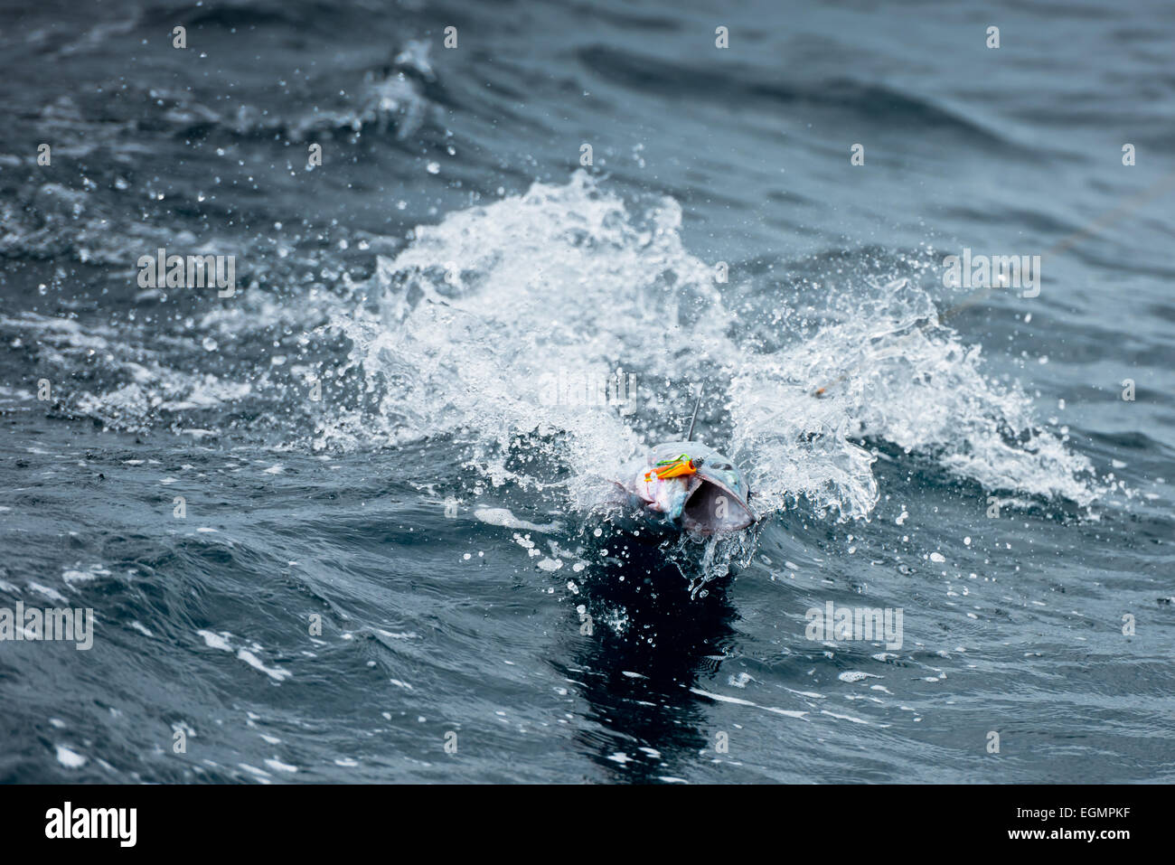 Fish on the hook in the ocean. Fishing from a sailing yacht Stock Photo ...