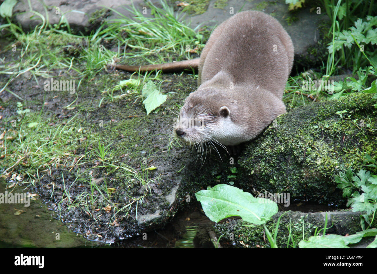 An Otter on the Rocky Bank of a Stream Stock Photo - Alamy