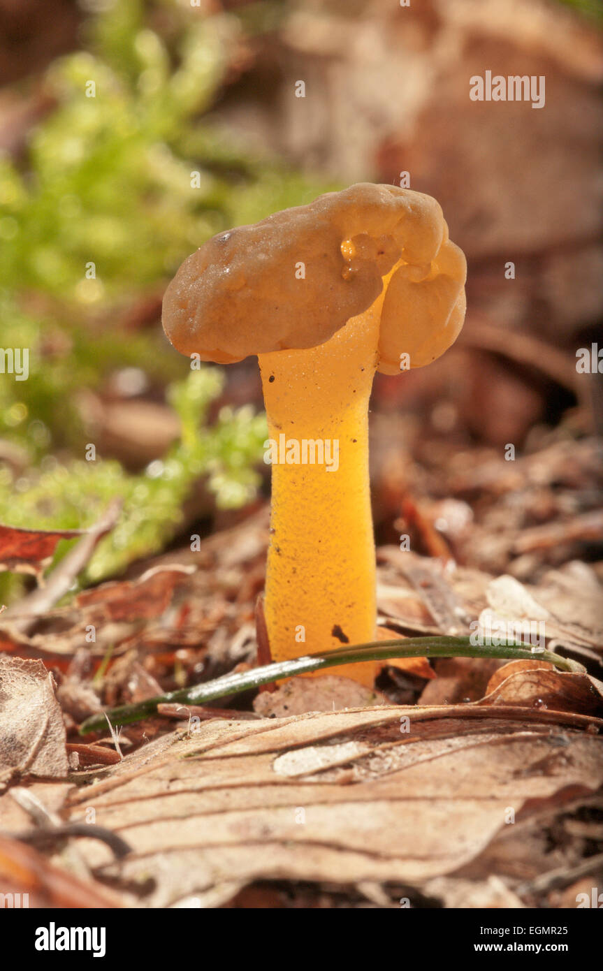 Jellybaby or Jelly Baby fungus (Leotia lubrica), Baden-Württemberg ...