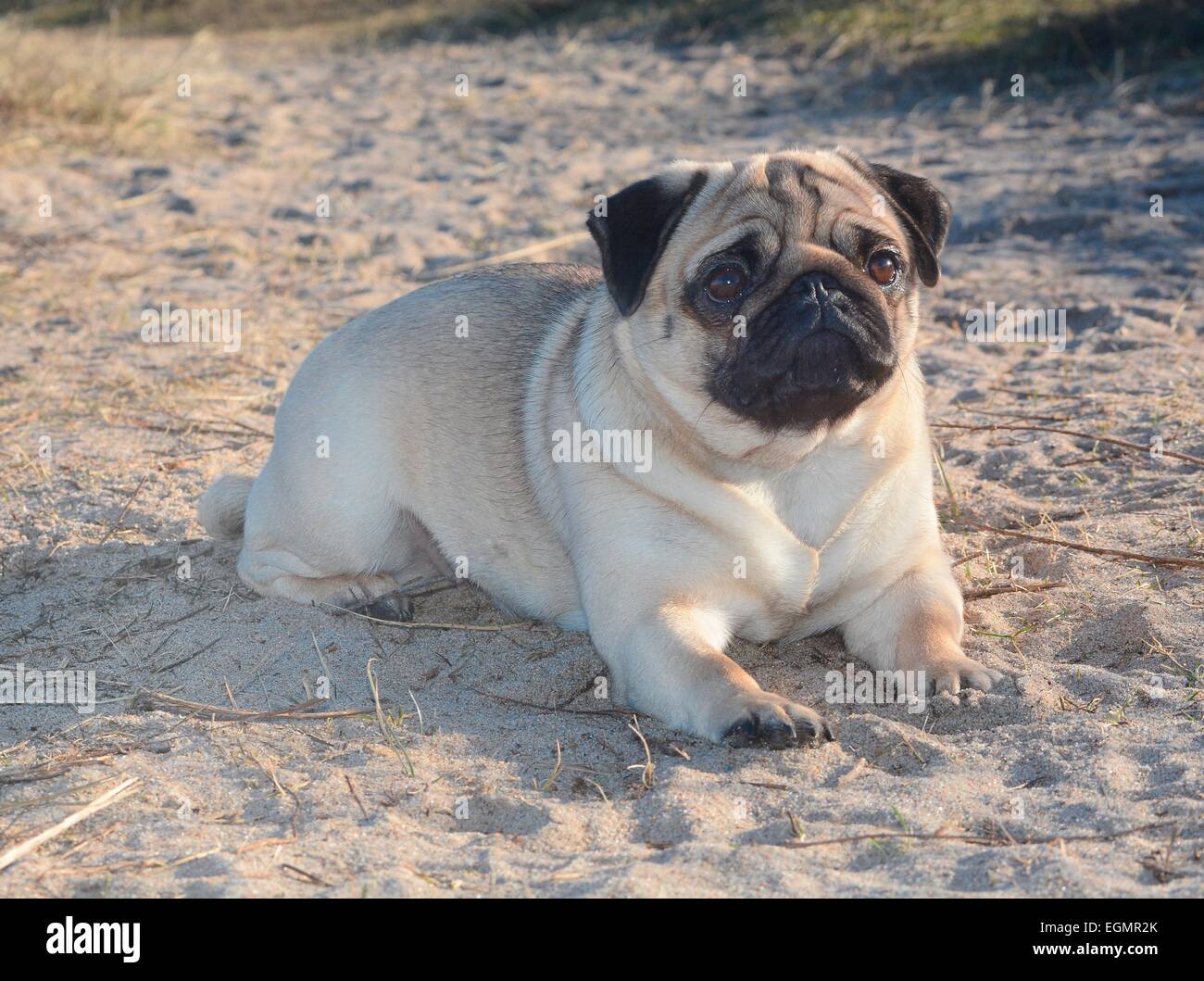 Pug lying on sand, Sweden Stock Photo - Alamy