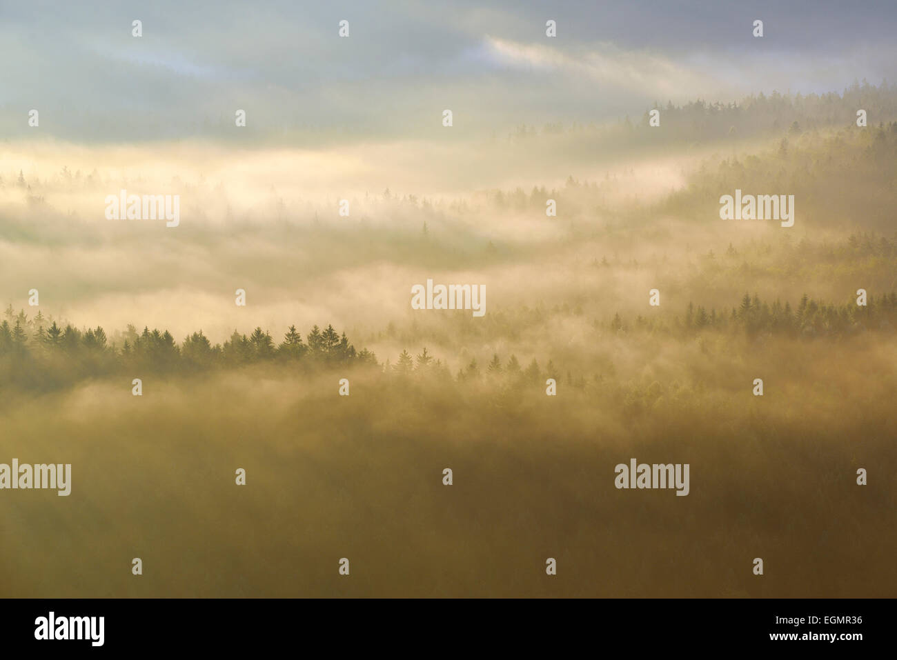 Fog over the treetops in the morning light, forest in the Elbe ...
