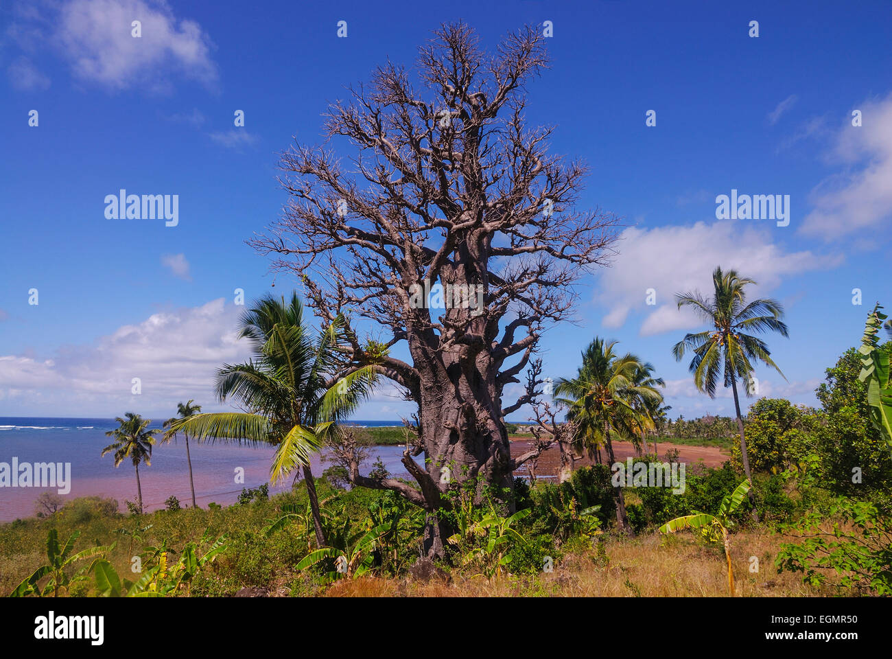 Baobab tree (Adansonia digitata), Grande Comore, Comoros Stock Photo ...