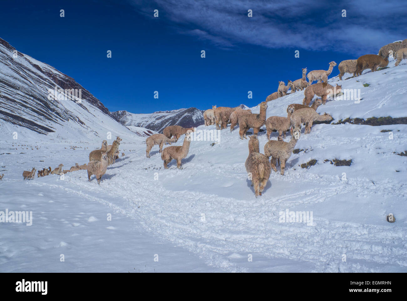 Fury domestic alpacas on snow in high altitudes in peruvian Andes ...