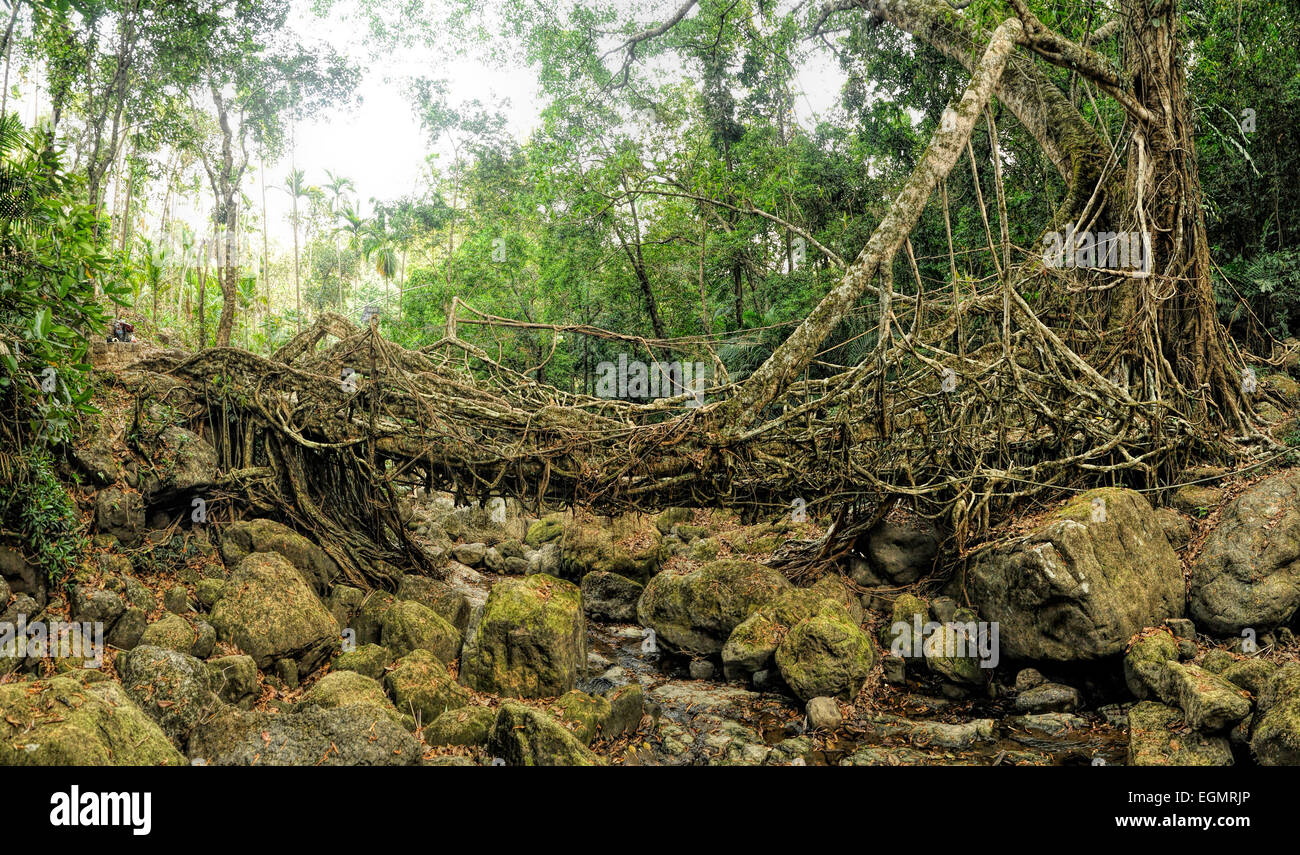 Old root bridge near Cherapunjee, Meghalaya, India Stock Photo - Alamy