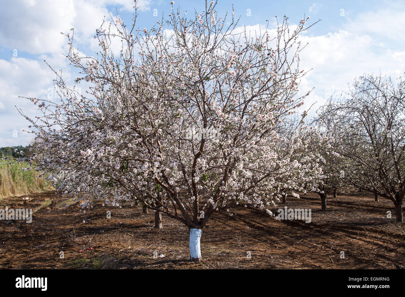 Beautiful photo of blooming almond trees Stock Photo - Alamy