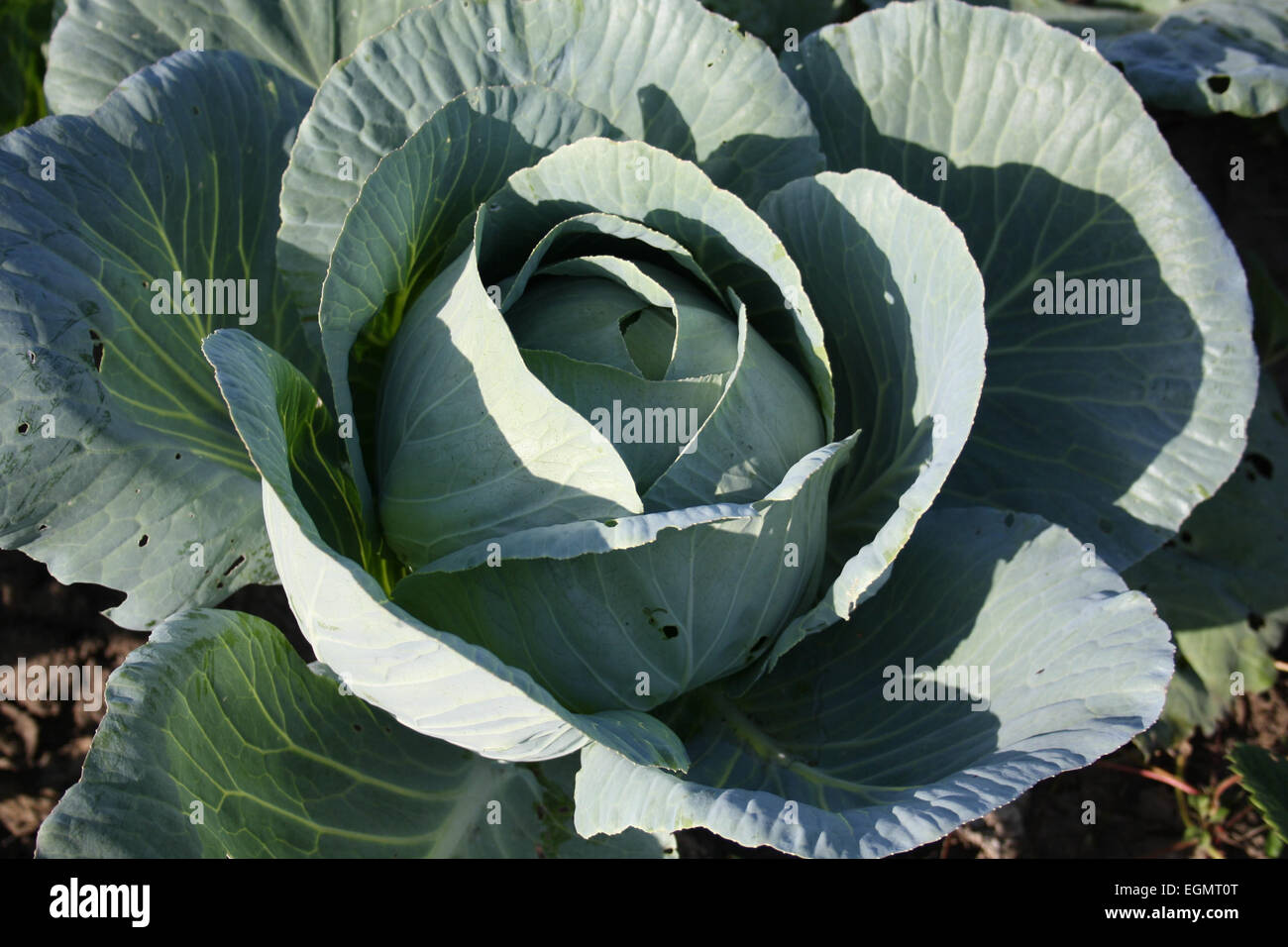 Cabbage ripens hi-res stock photography and images - Alamy