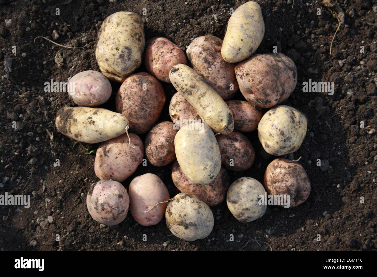 Tubers rhizome hi-res stock photography and images - Alamy