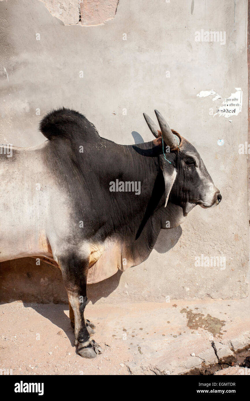 Indian cow hi-res stock photography and images - Alamy