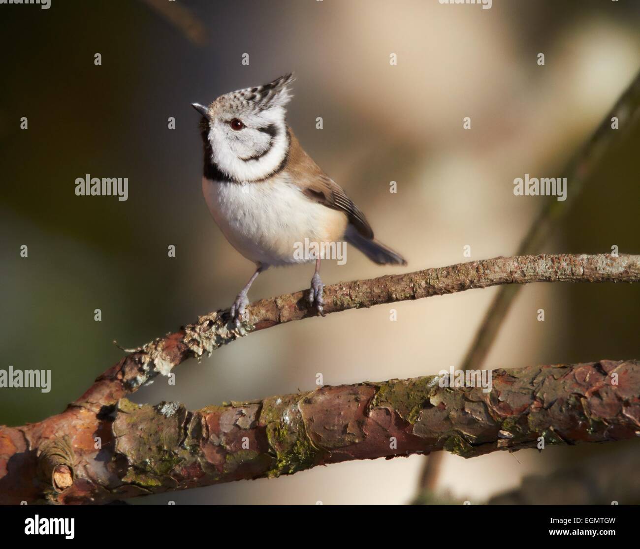 European crested tit (Lophophanes cristatus) sitting on a branch of a ...