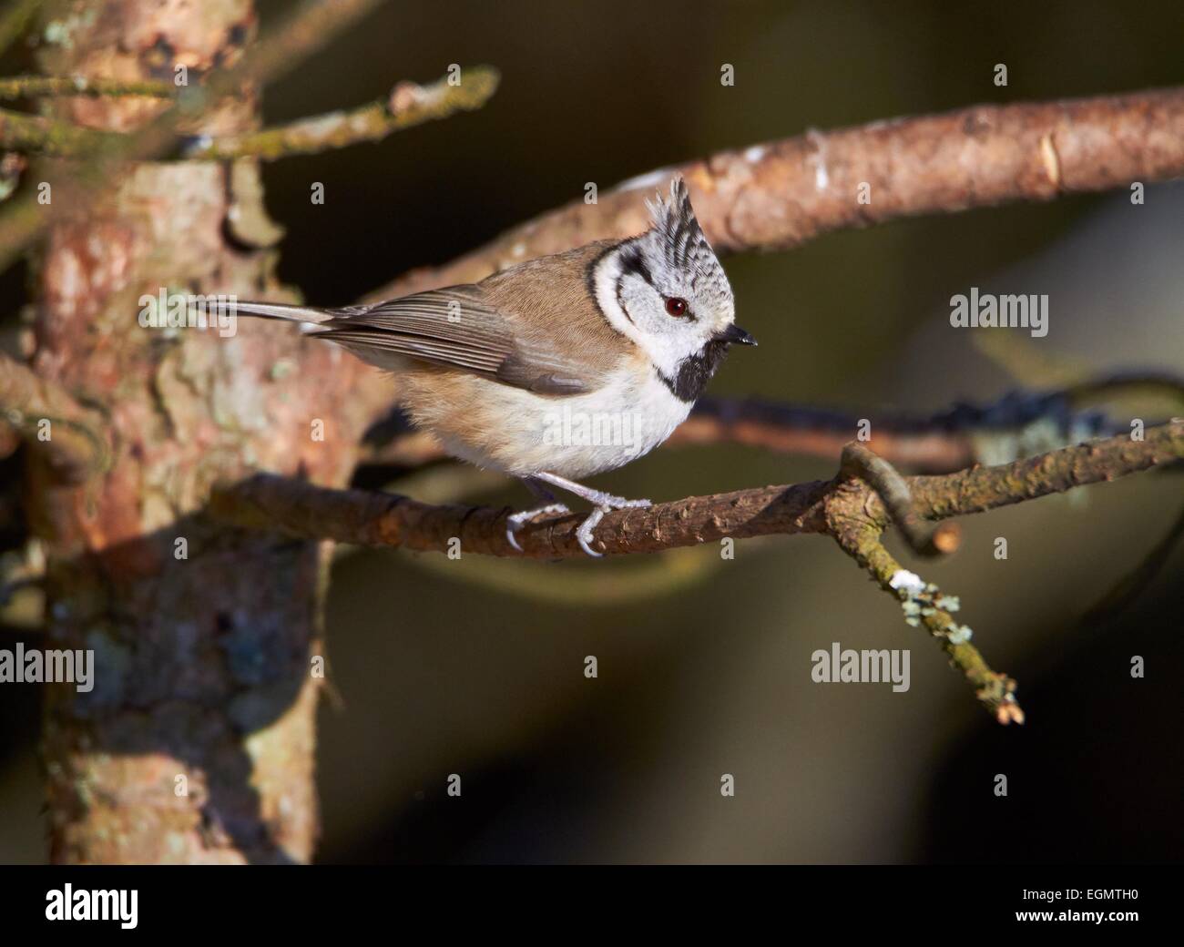 European crested tit (Lophophanes cristatus) sitting on a branch of a ...