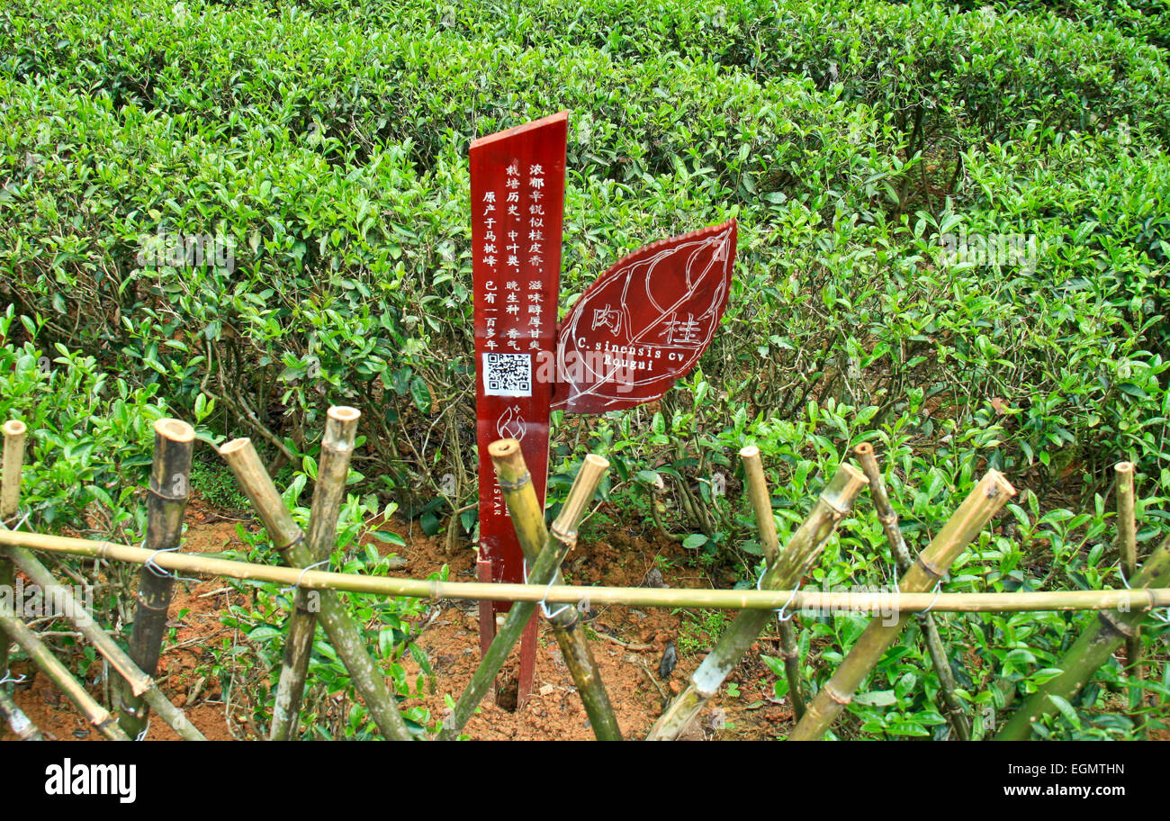 Hong Pao tea - the most expensive tea in the world Stock Photo - Alamy